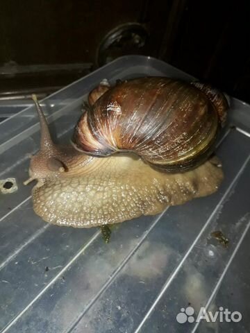 Африканские улитки