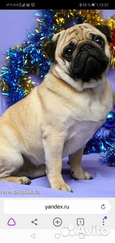 Мопс вязка кабель