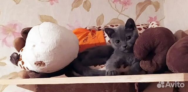 Наверное британцы