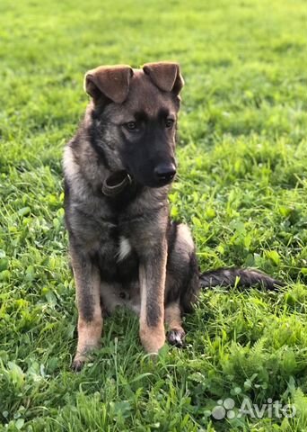 Щенок, метис овчарки в добрые руки