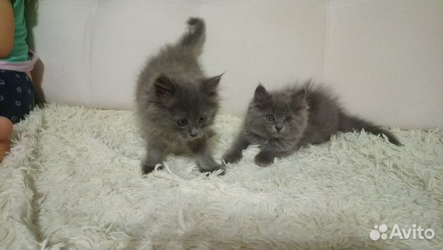 Отдаю пушистиков в добрые руки