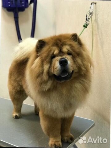 Вязка чау-чау