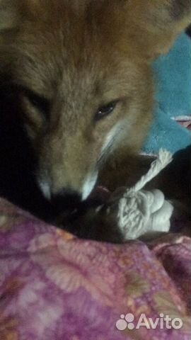 Лисенок 3 месяца