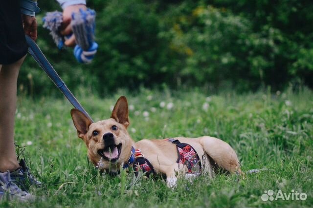 Хорошая собака в хорошие руки