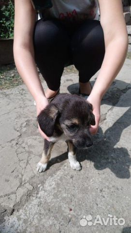 Щенят в хорошие руки