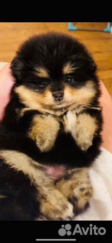 Шпицы (от 13 тыс до 20 тыс)