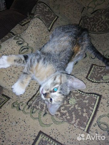 Котенок