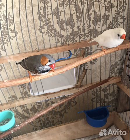 Попугаи, клетка, корм