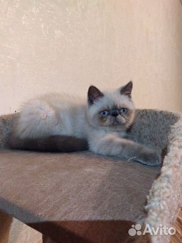 Экзотический мальчик