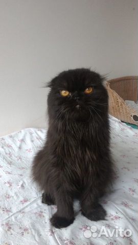 Кот Оливер в добрые руки. Кот в дар