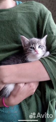Котёнок в дар