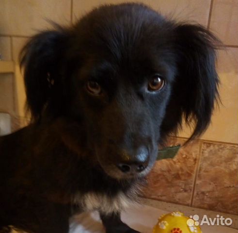 Чапа, 3 года, 38