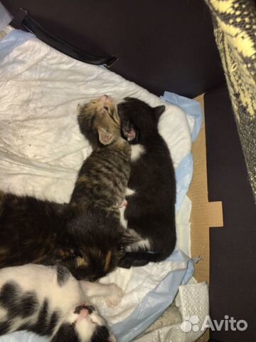 Отдаём котиков добрым людям