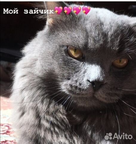 Потерян кот породы Британец