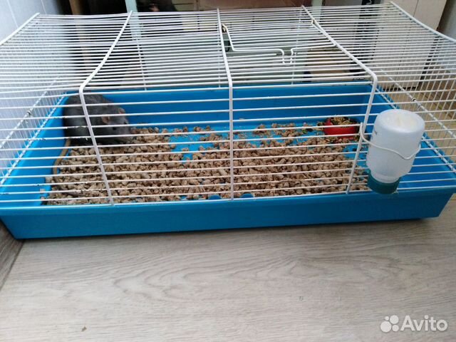 Отдаю крысу