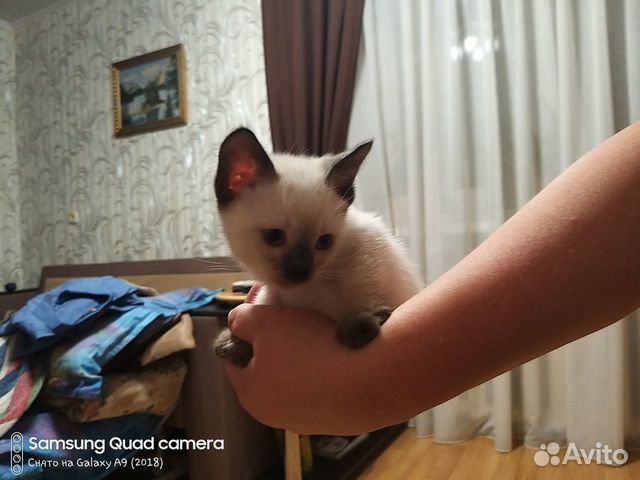 Котенок меконгского бобтейла