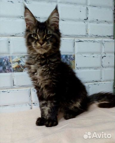 Котик мейн кун Дуглас