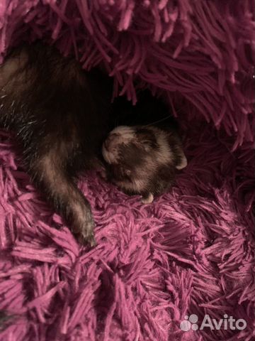 Хорёк Альба с приданным