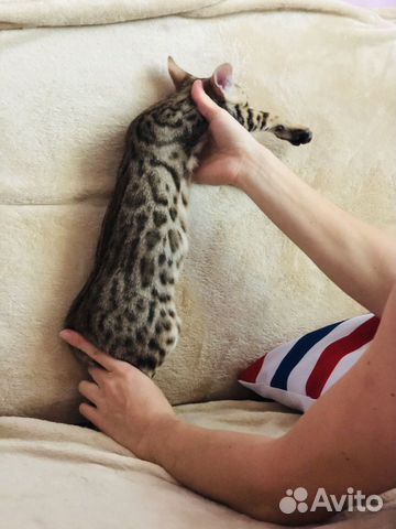 Бенгальские котята