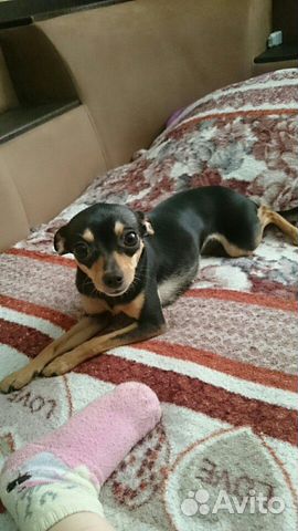 Продам собаку