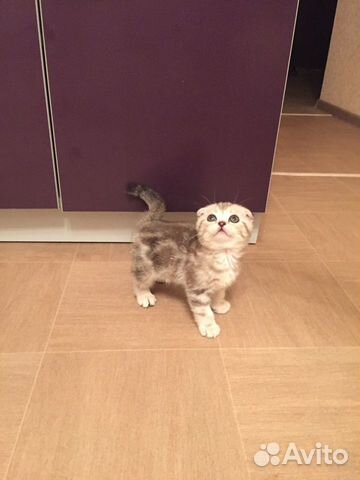 Котёнок Scottish Fold (шотландский вислоухий)