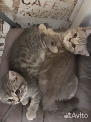 Клубные котятки