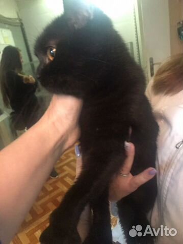 Кошечка,ласковая