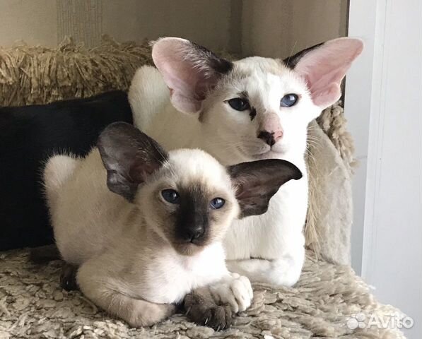 Большой выбор котят