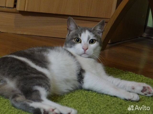 Кот Максик