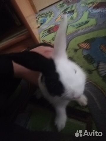 Продажа крола (декоративный)