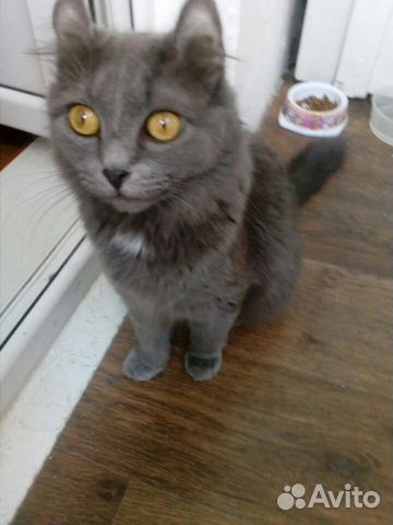 Кошка в добрые руки