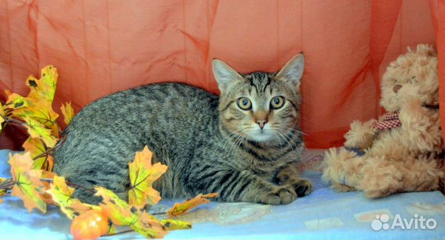 Котёнок боня