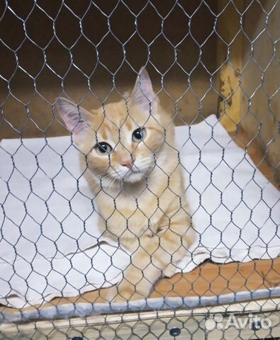 Котенок Принцесса в Замке