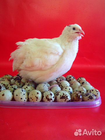 Инкубационное яйцо