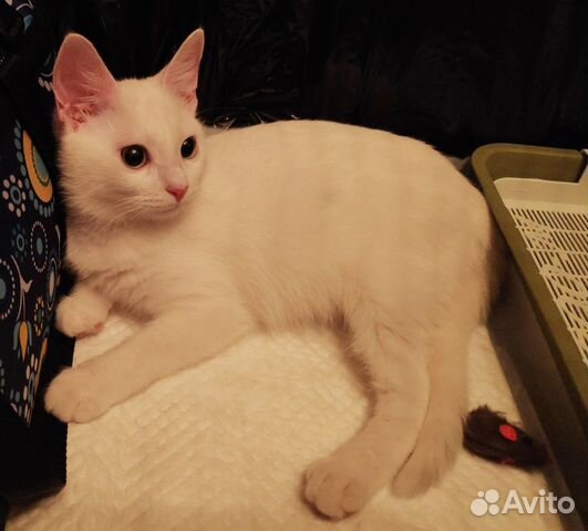 Кошечка Матильда