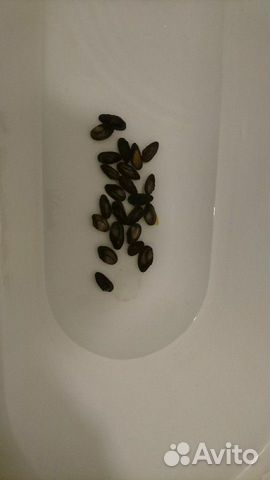 Мидии живые и ракушки от них