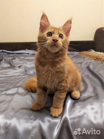 Клубные котята Мейн Кун - рыжики