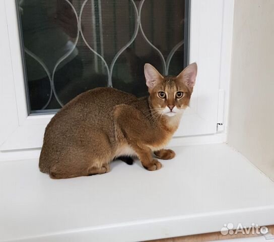 Девочка Чаузи ф1