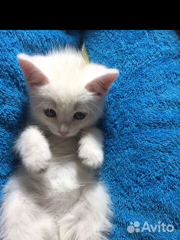 Белый котёнок девочка