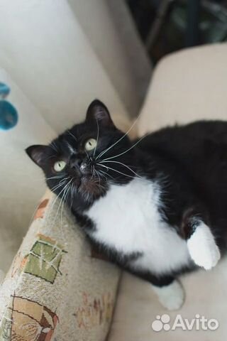 Кот Потап ищет дом