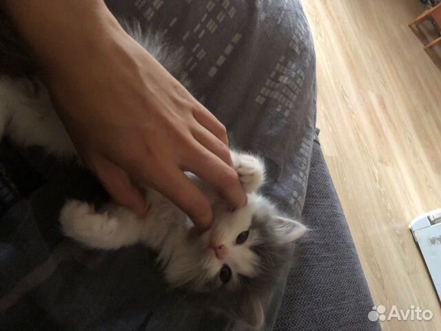 Котёнок