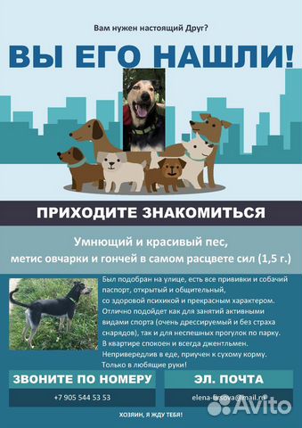 Чудесный пес в лучшие руки