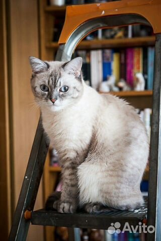 Синди - роскошная ласковая кошка ищет дом