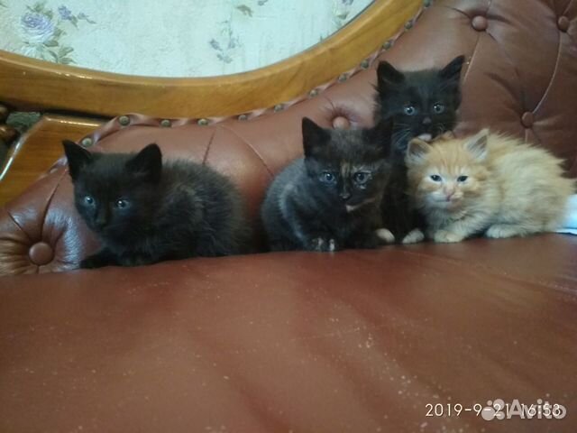 Котята