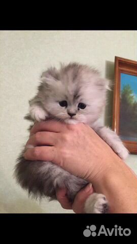 Персидский котенок