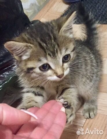Котёнок