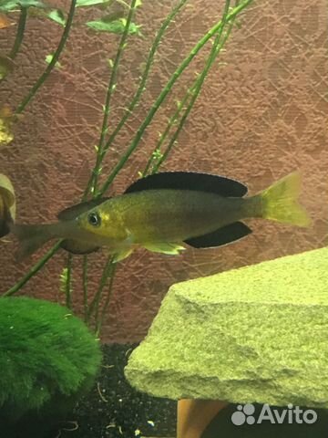 Танганьика. Циприхромисы