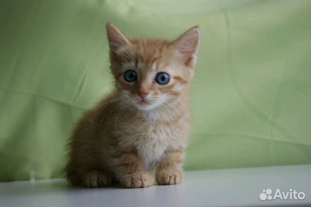 Рыжая девочка 1.5 мес