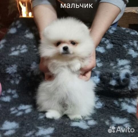 Мини супер мальчик померанец видео