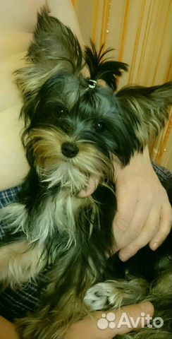 Йоркширский терьер